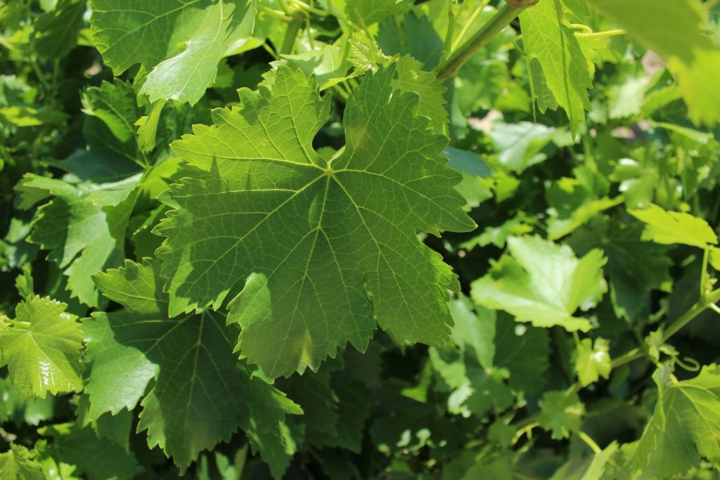 Grape-Leaves-Douro-Valley - Travel Honey