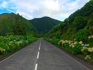 Azores-Sao-Miguel-Sete-Cidade-Hydrangeas-Road-800x600 - Travel Honey